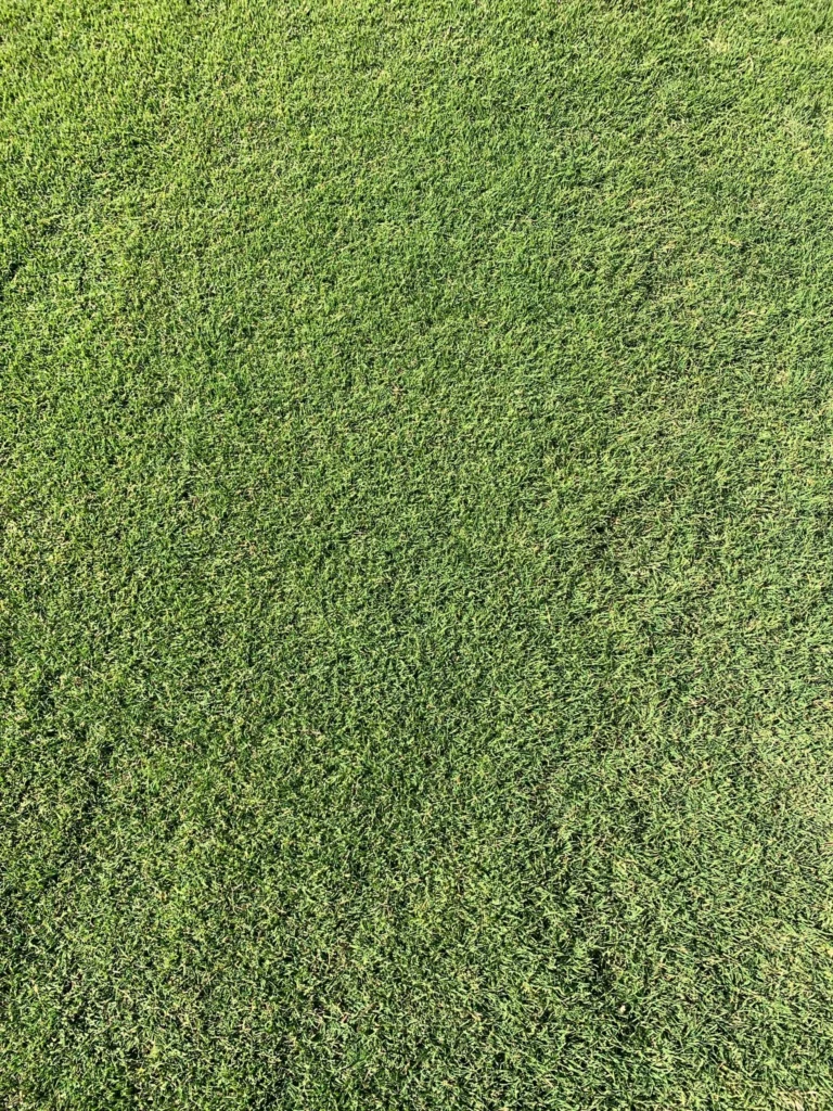 Iron Cutter - Hybrid Bermuda - Strathalbyn Hire & Landscape Supplies